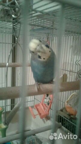 Высидим яйца, выкормим птенцов