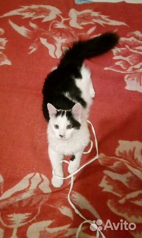 Котёнок/подросток с мушкой на счастье)