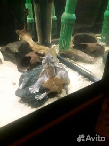 Мускусная черепаха