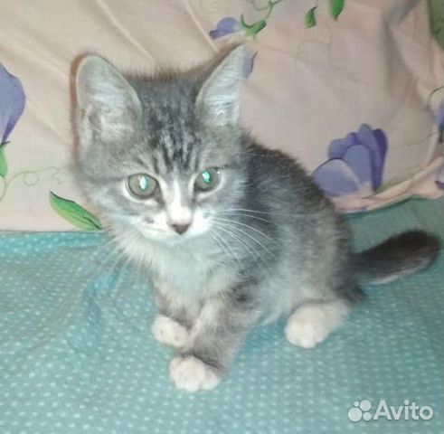 Котенок, мальчик, 2,5 месяца