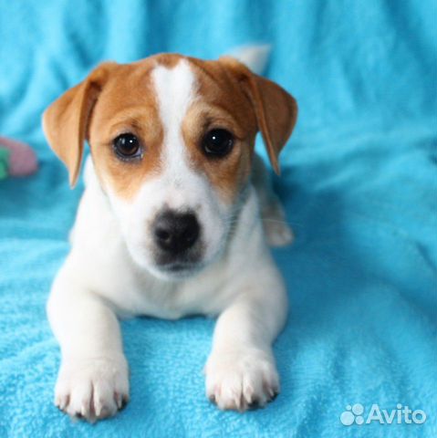 Джек Рассел терьер