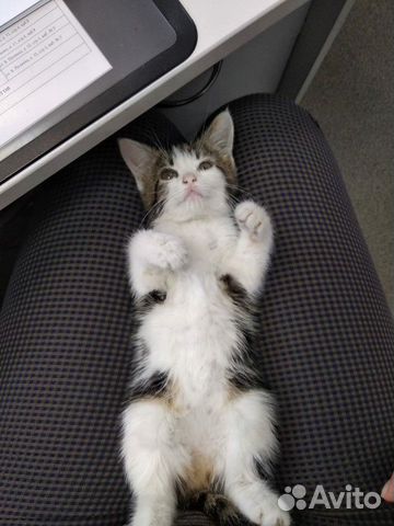 Котенок девочка 2 месяцв