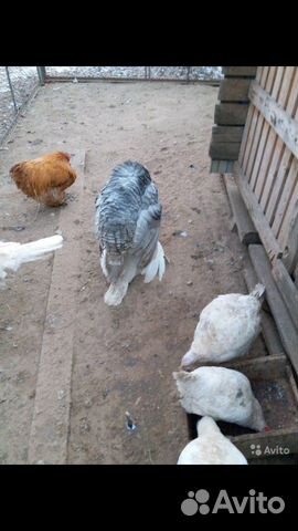 Индюки домашние