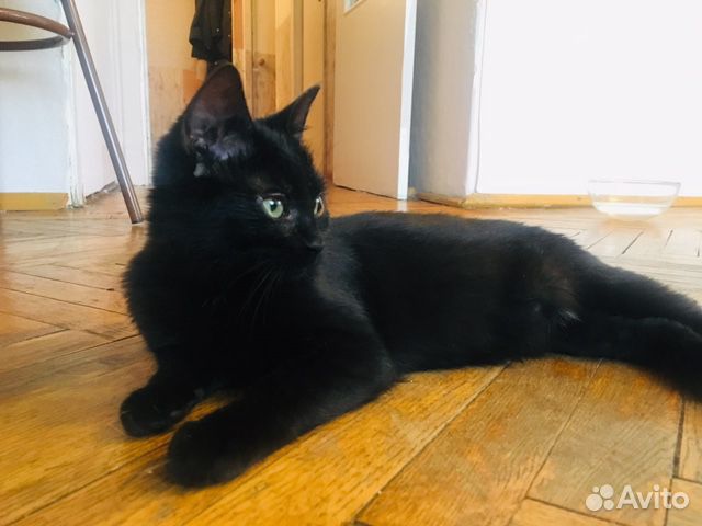 Чёрная кошка котёнок 9 месяцев