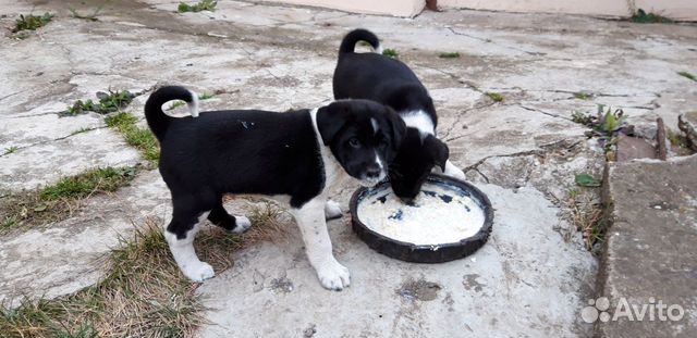 Щенки охотничьей породы