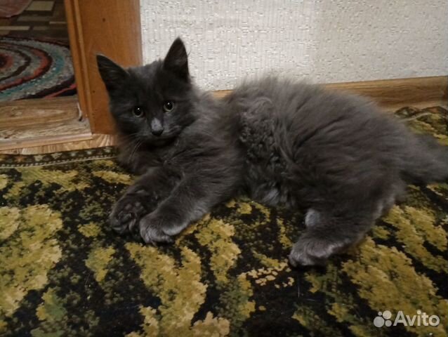 Отдам котенка (девочка)