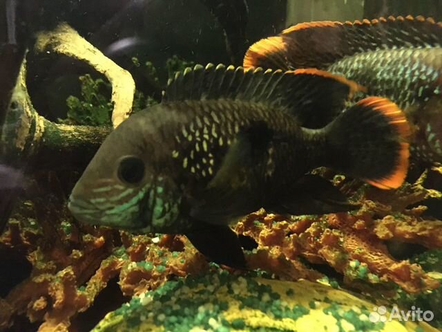 Акара бирюзовая пара