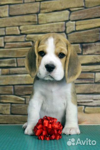 Бигледетки,питомник