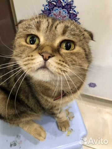 Кошечка стерилизованная