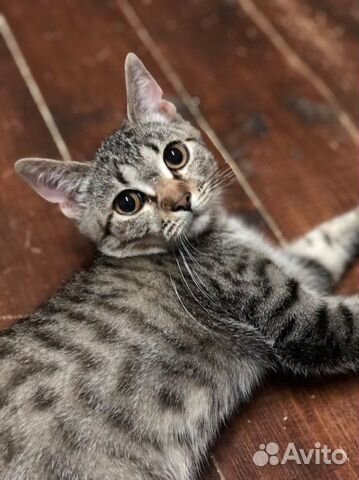 Полли. Кошечка 5 мес