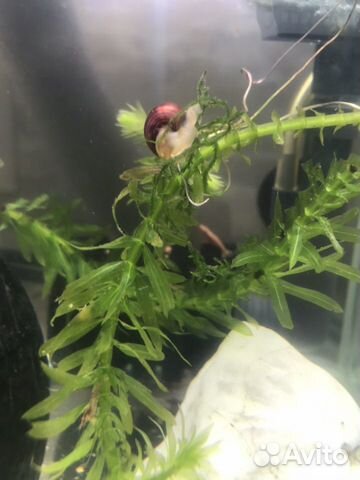 Улитки ампулярии черничные