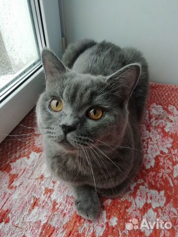 Вязка британского кота