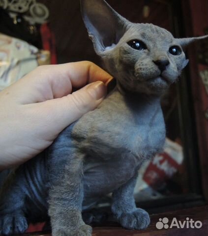 Кошка петерболд 2.5 мес