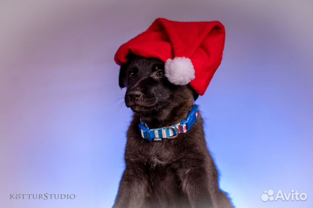 Отдам щенка-мальчика в добрые руки