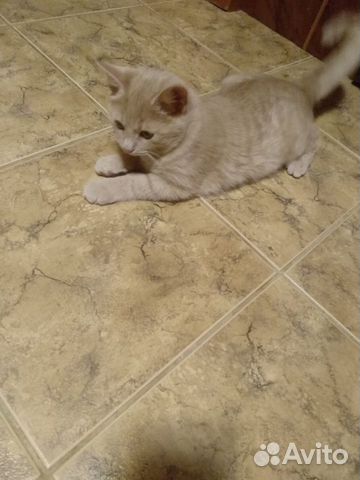 Отдам кота