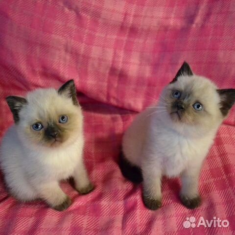 Шотландские котята шоколадный-пойнт