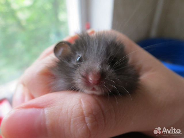 Сирийские (ангорские) хомяки