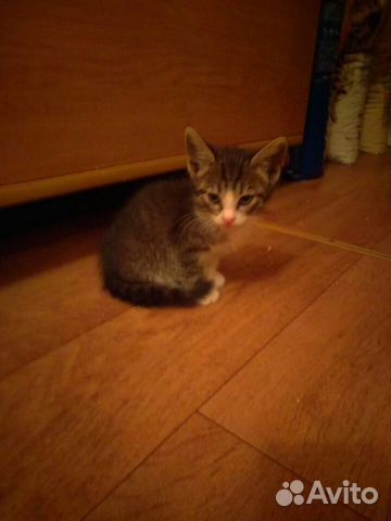 Котёнок в добрые руки