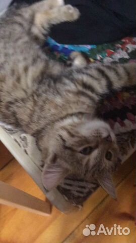 Котёнок гиперактивный в добрые руки