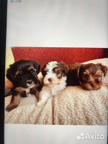Продажа щенков
