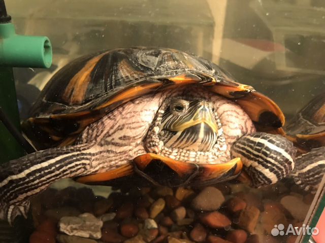 Отдам черепаху в добрые ответственные руки