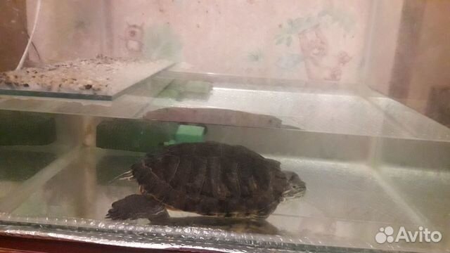 Красноухая пресноводная черепаха