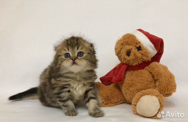 Котик Нильс