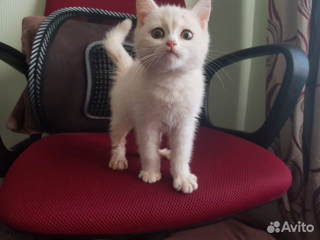 Котенок бесплатно (Британский мальчик)