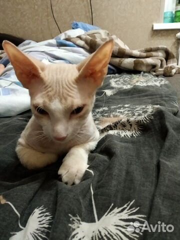 Донской сфинкс мальчик