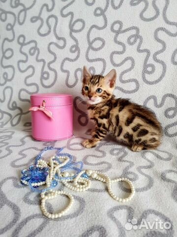 Резерв бенгальских котят с документами