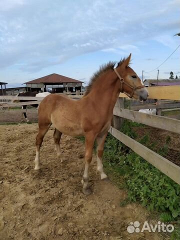 Жеребчик советско-владимирский тяжеловоз