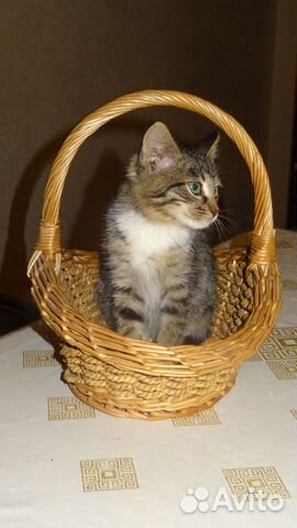 Подкинули котенка, 1,5 месяца, ищет дом