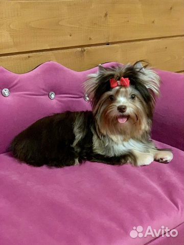 Девочка Шоколадный Мерль