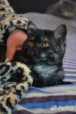 Две полусибирские кошечки