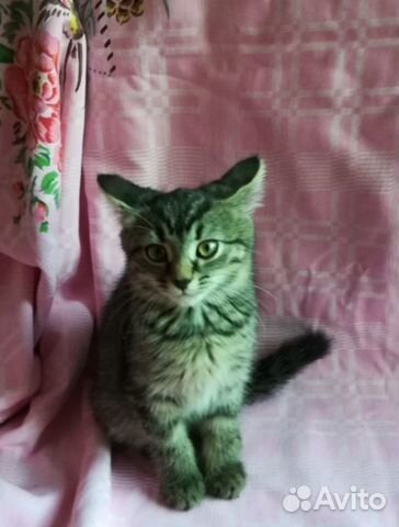 Отдам котят в хорошие руки