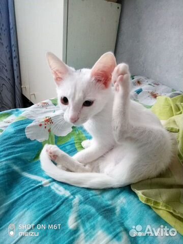 Белый котенок. Мать породы Као Мани