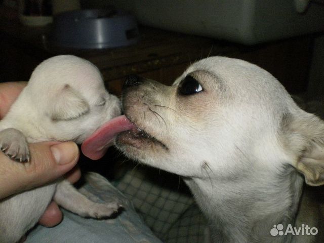 Продам щенков чихуахуа в Омске