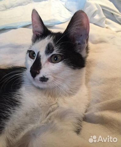 Черно -белый красавчик-котёнок Пьеро в добрые руки