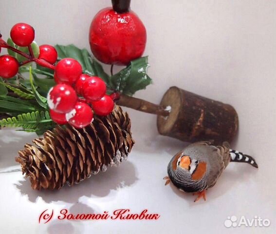 Зебровые амадины