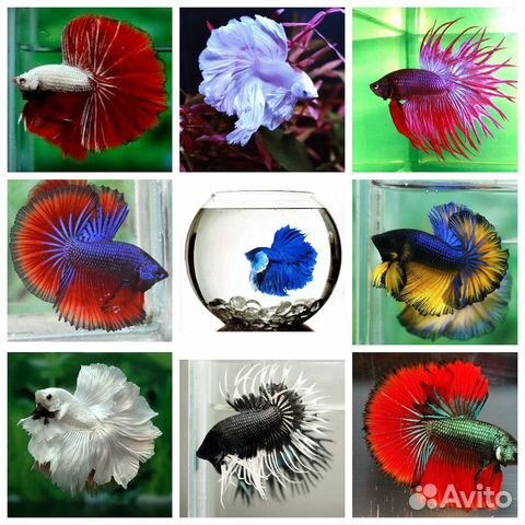 Петушок в аквариуме