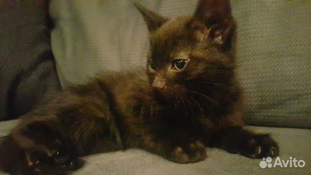 Кошачий патруль) Отдам котят в добрые руки)