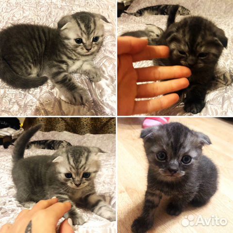 Вислоухие котята