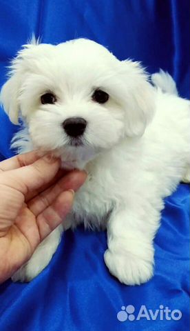 Шикарные мальчики мальтезе