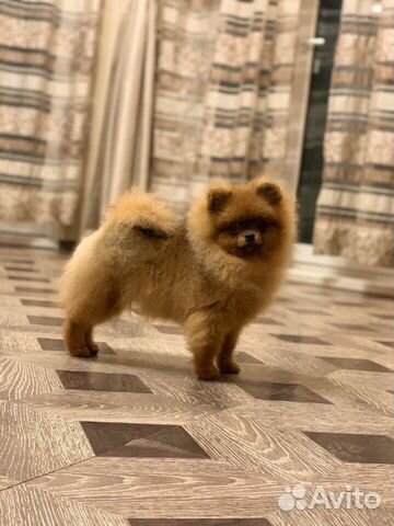 Шпиц мальчик