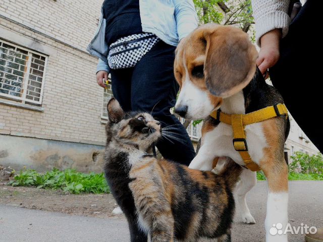 Бигль вязка