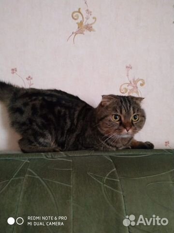 Шотландский кот