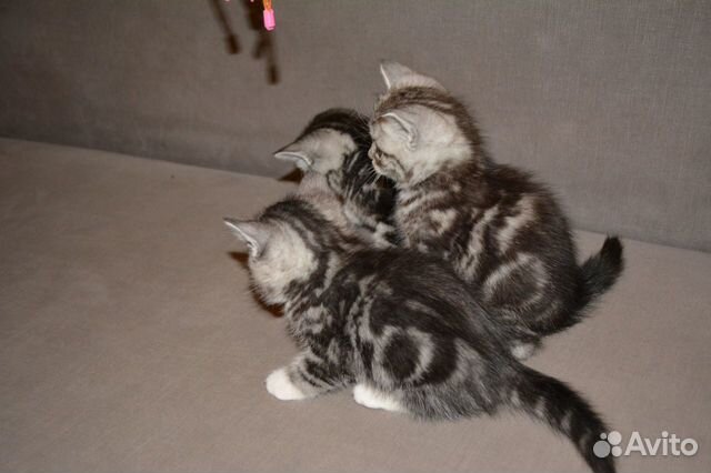 Котята британские