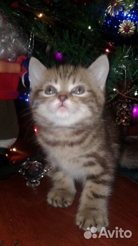 Шотландские котята