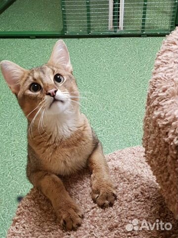 Чаузи ф1 котик 8 месяцев