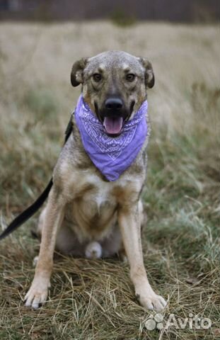 Весельчак Смайлик ищет дом